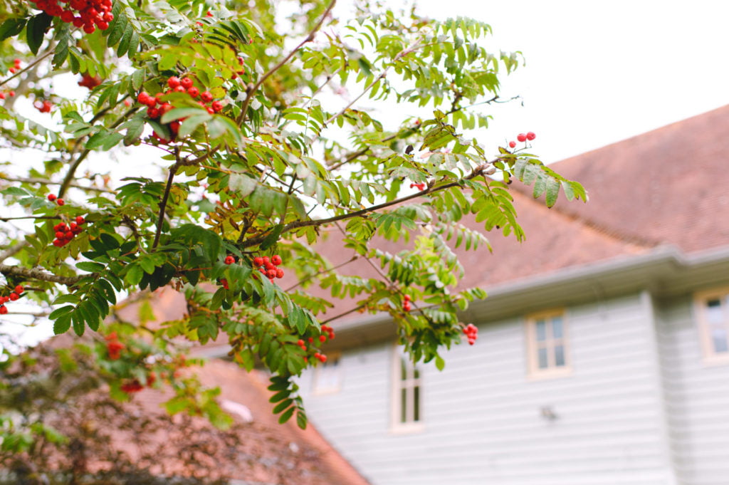 Infection Prevention and Control guidance - Chestnut Tree House