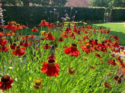 Our sensory gardens Blog - Chestnut Tree House