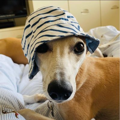 What do PAT dogs do, and why are they so important in children’s ...